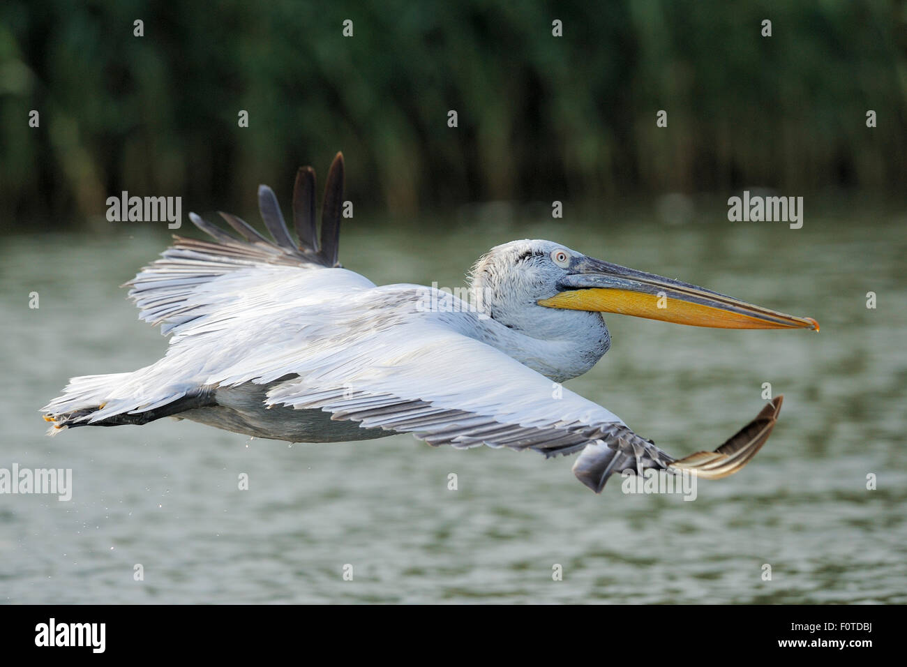 Pelicans Danube Delta Stock Photos & Pelicans Danube Delta Stock Images ...