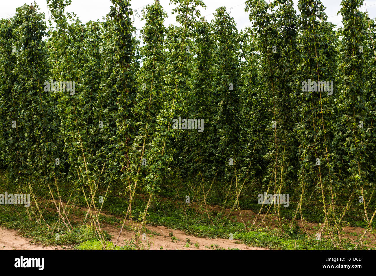 Hops farm hi-res stock photography and images - Alamy
