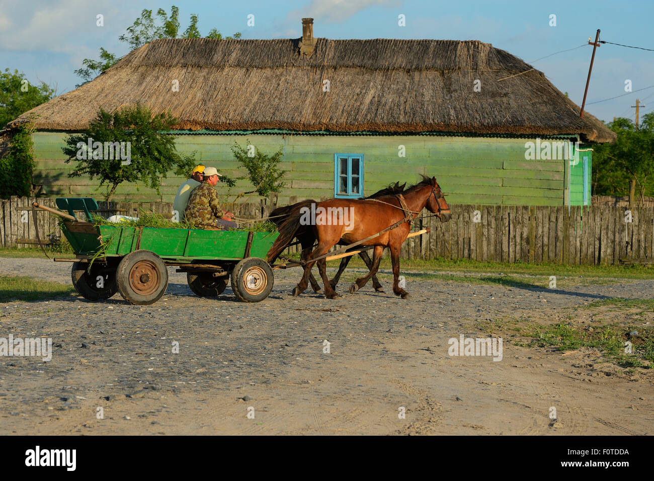 Traditional means of transport, horse and cart, Letea, Danube delta ...
