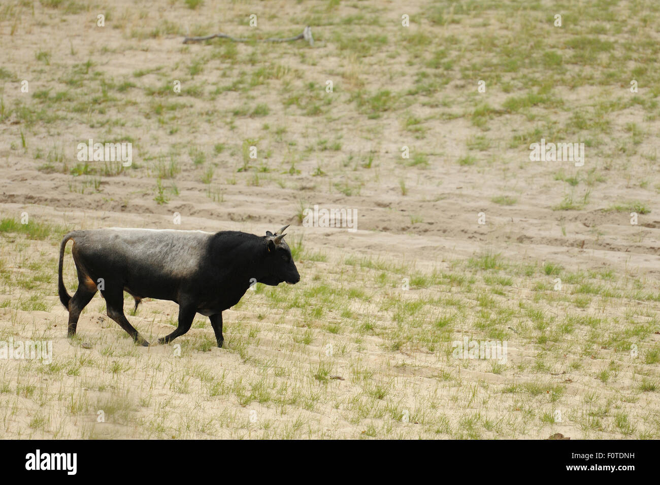 Primitive cattle breed, near relative to the auroch, Letea forest ...