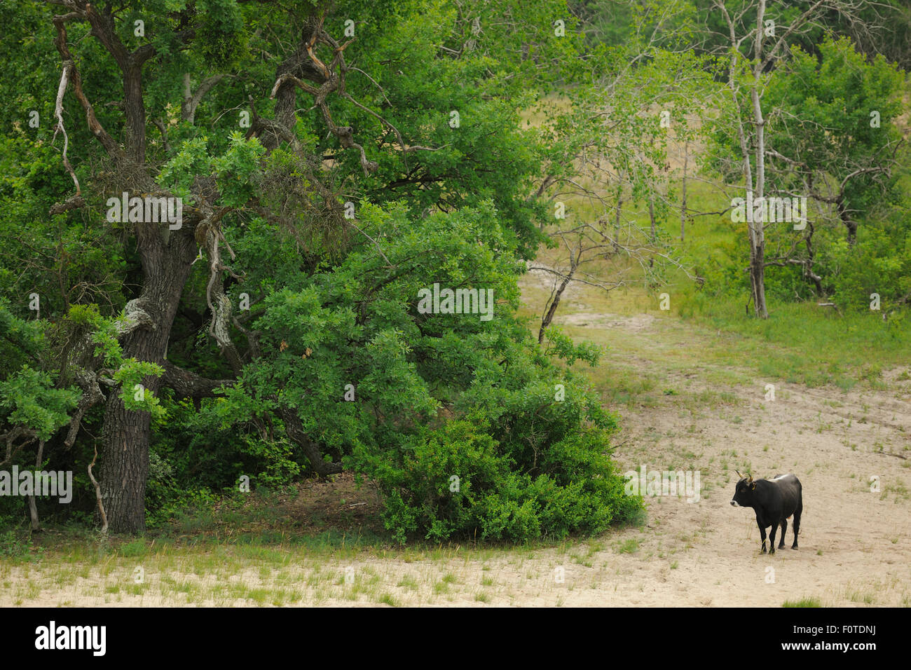 Primitive cattle breed, near relative to the auroch, standing in Letea ...