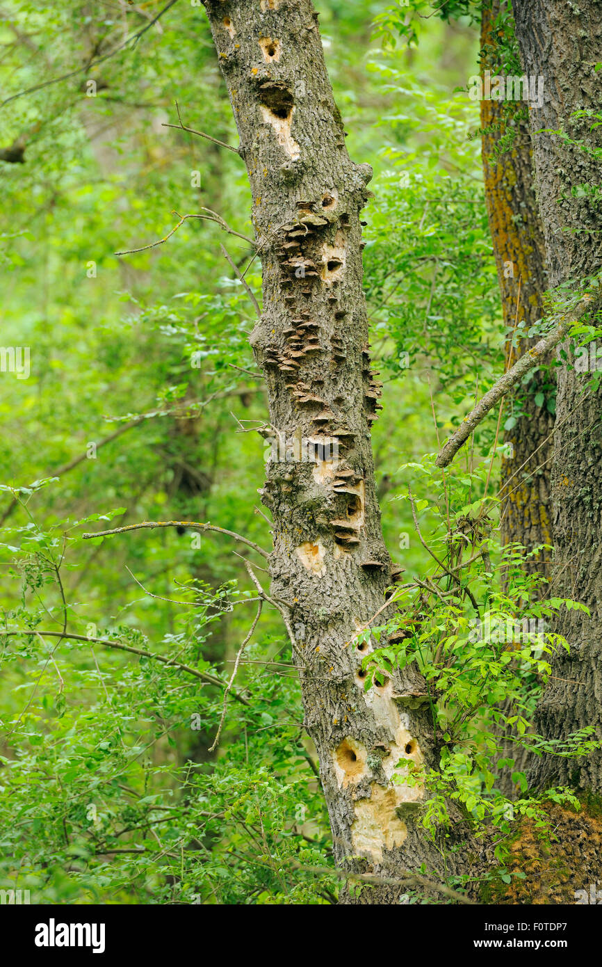 Ash (Fraxinus excelsior) tree trunk with bracket fungi on bark and ...