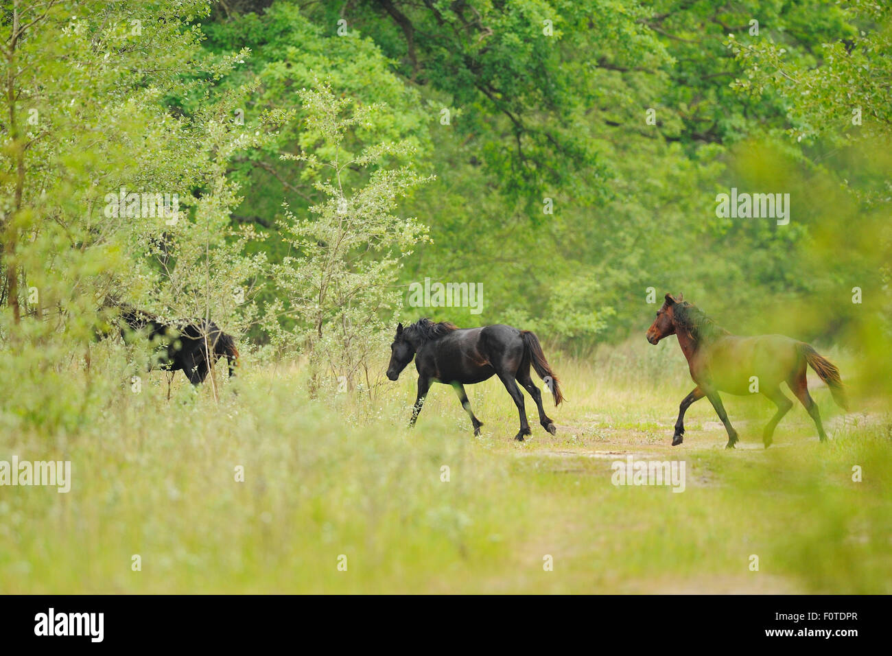 Wild horses from ancient race, Letea forest, Strictly protected nature ...
