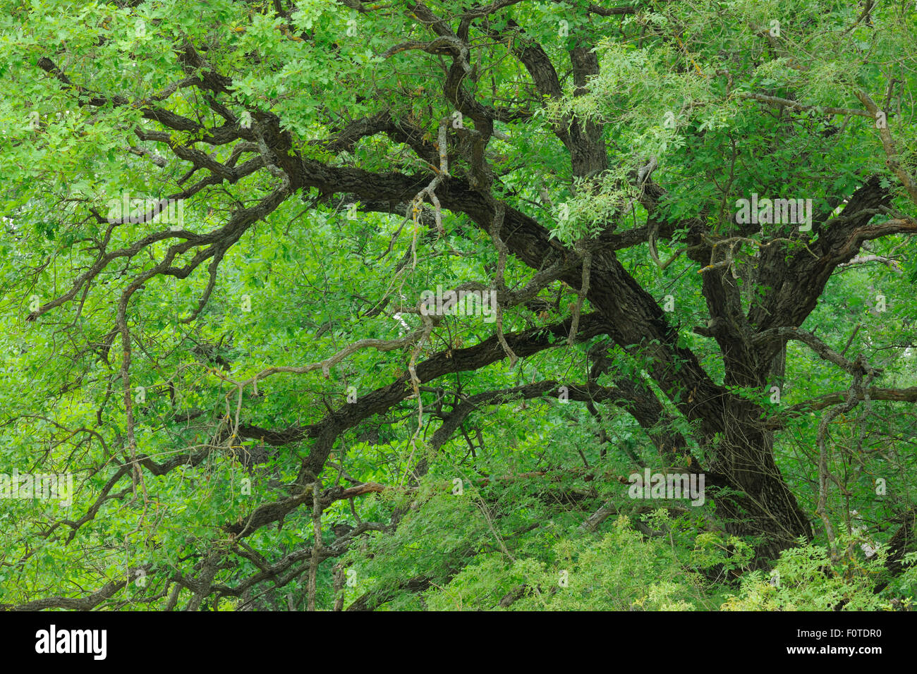 Oak (Quercus robur) Letea forest, Strictly protected nature reserve ...