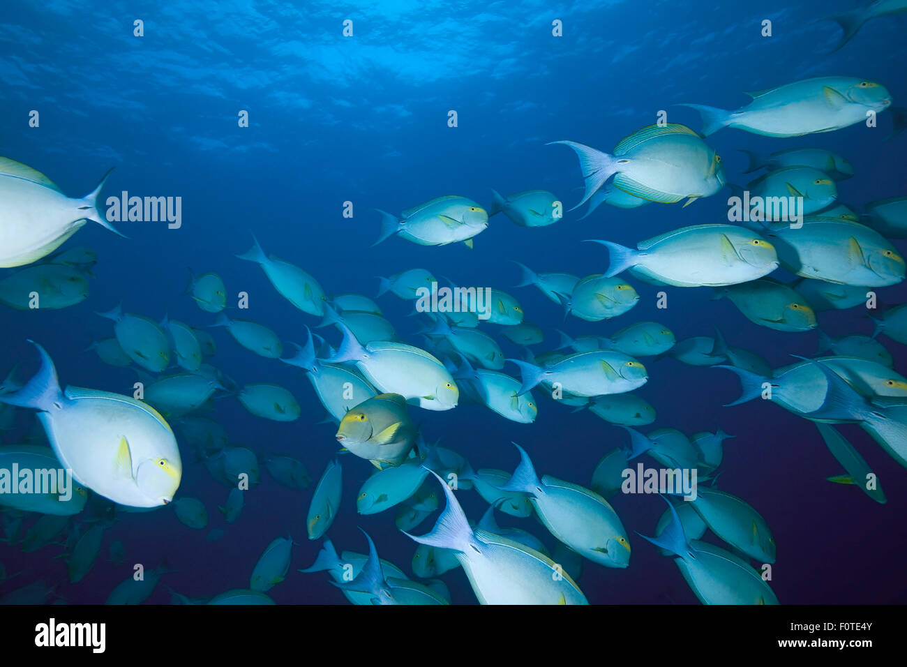 Big tropical fish on coral hi-res stock photography and images - Alamy