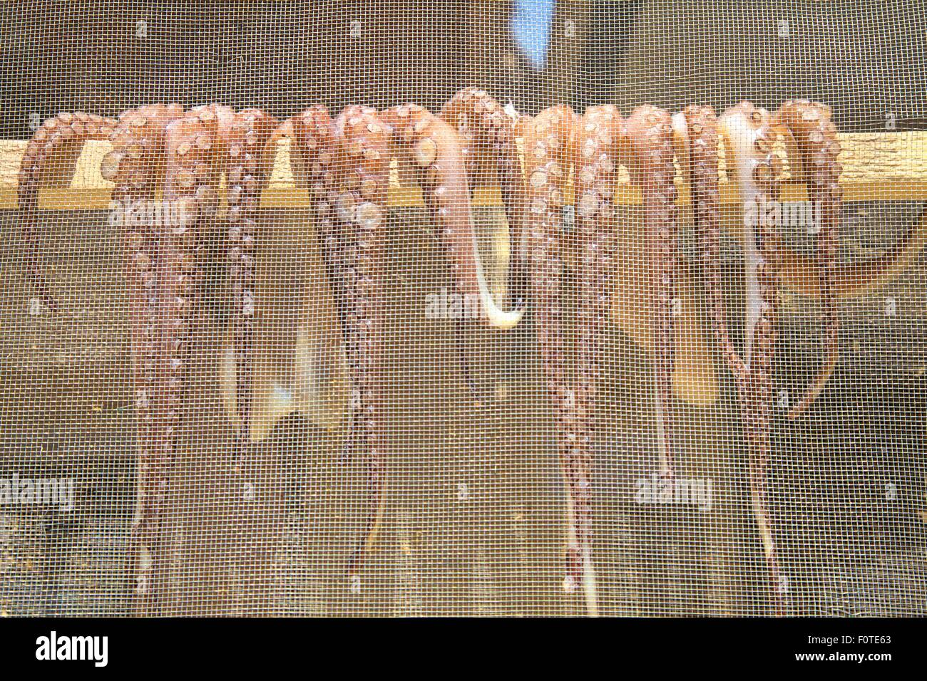 Octopuses drying in sun hi-res stock photography and images - Alamy