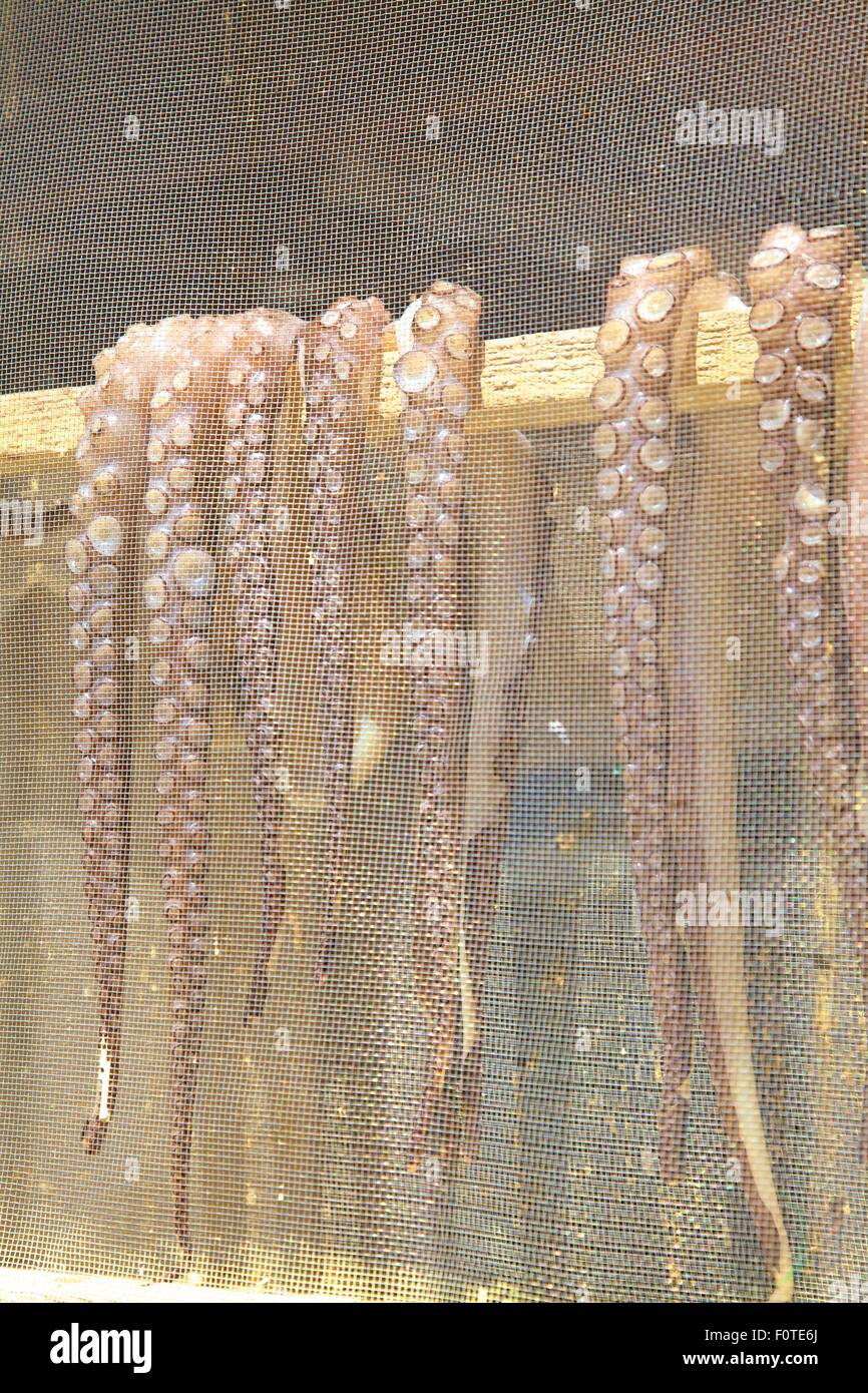 Octopus Drying In The Sun, Kalymnos, Dodecanese, Greek Islands, Greece ...