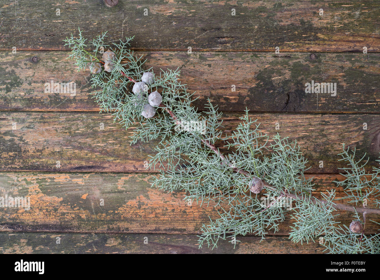 The juniper tree hi-res stock photography and images - Alamy