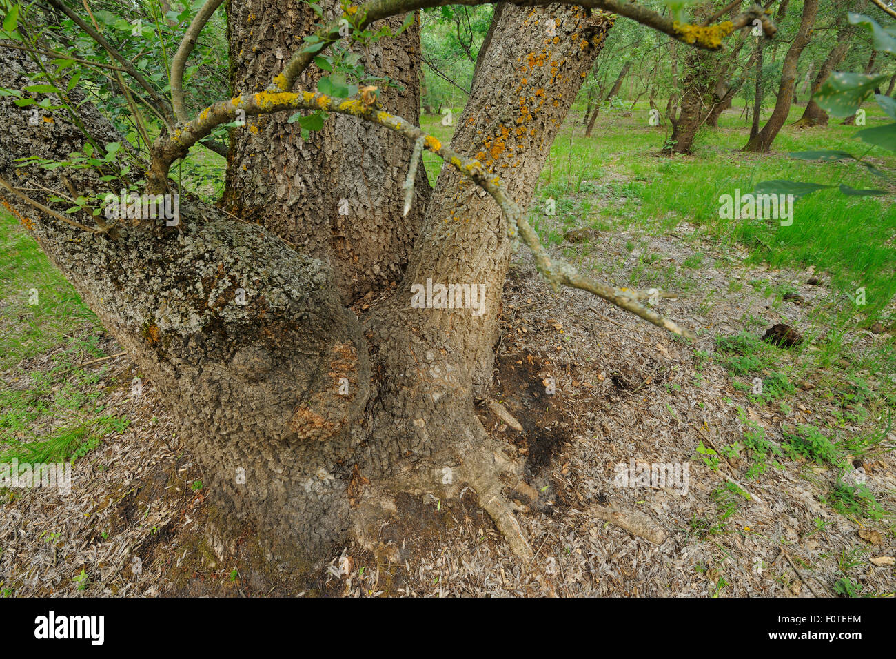Ancient Ash tree (Fraxinus excelsior) Letea forest, Strictly protected ...
