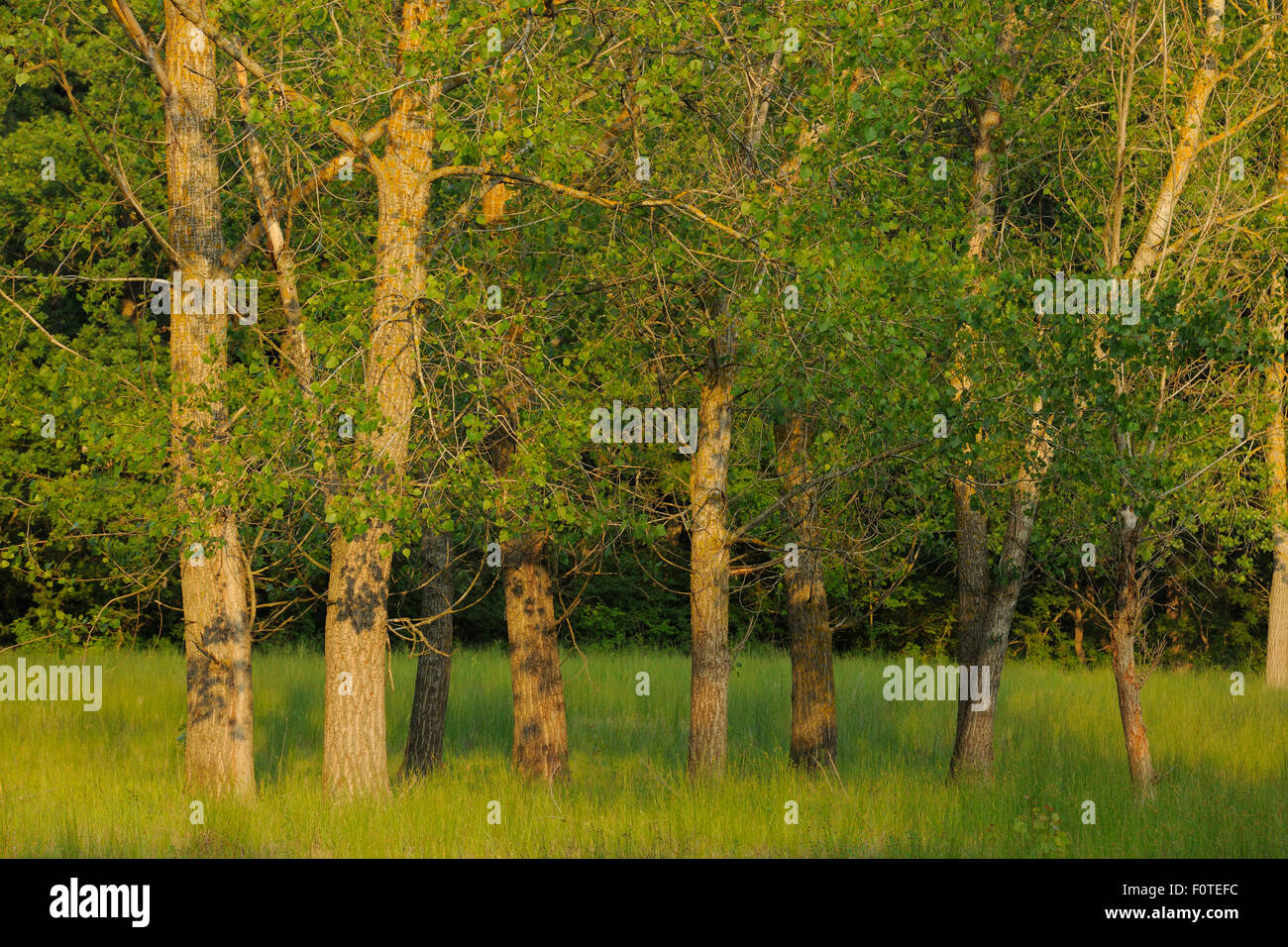 White Poplar trees (Populus alba) Letea forest, Strictly protected ...