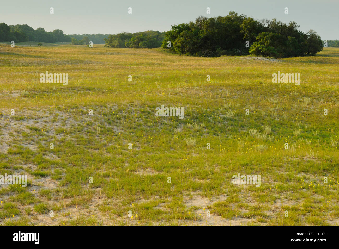 Ancient grazing landscape, Letea forest, Strictly protected nature ...