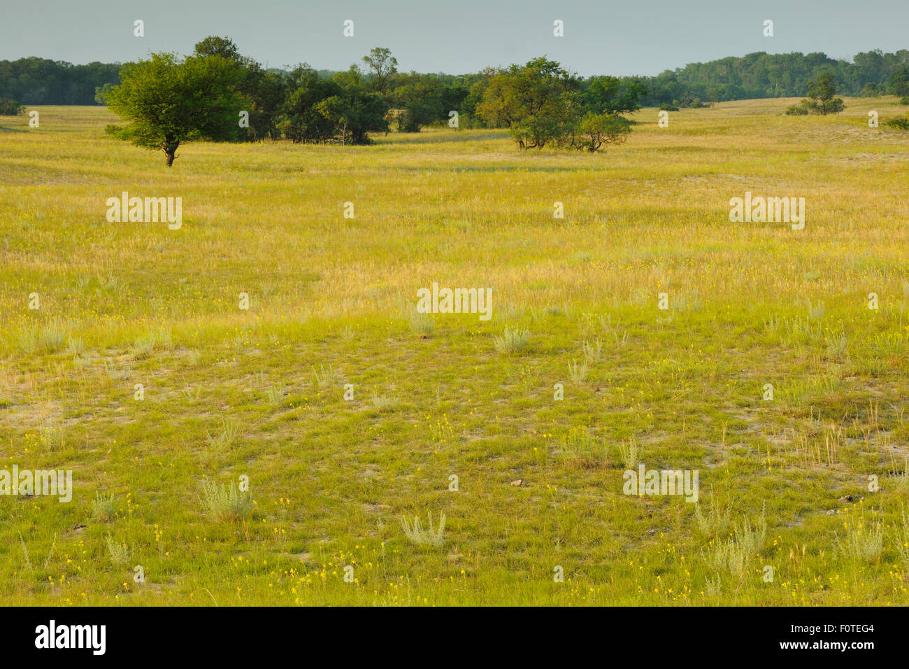 Ancient grazing landscape, Letea forest, Strictly protected nature ...