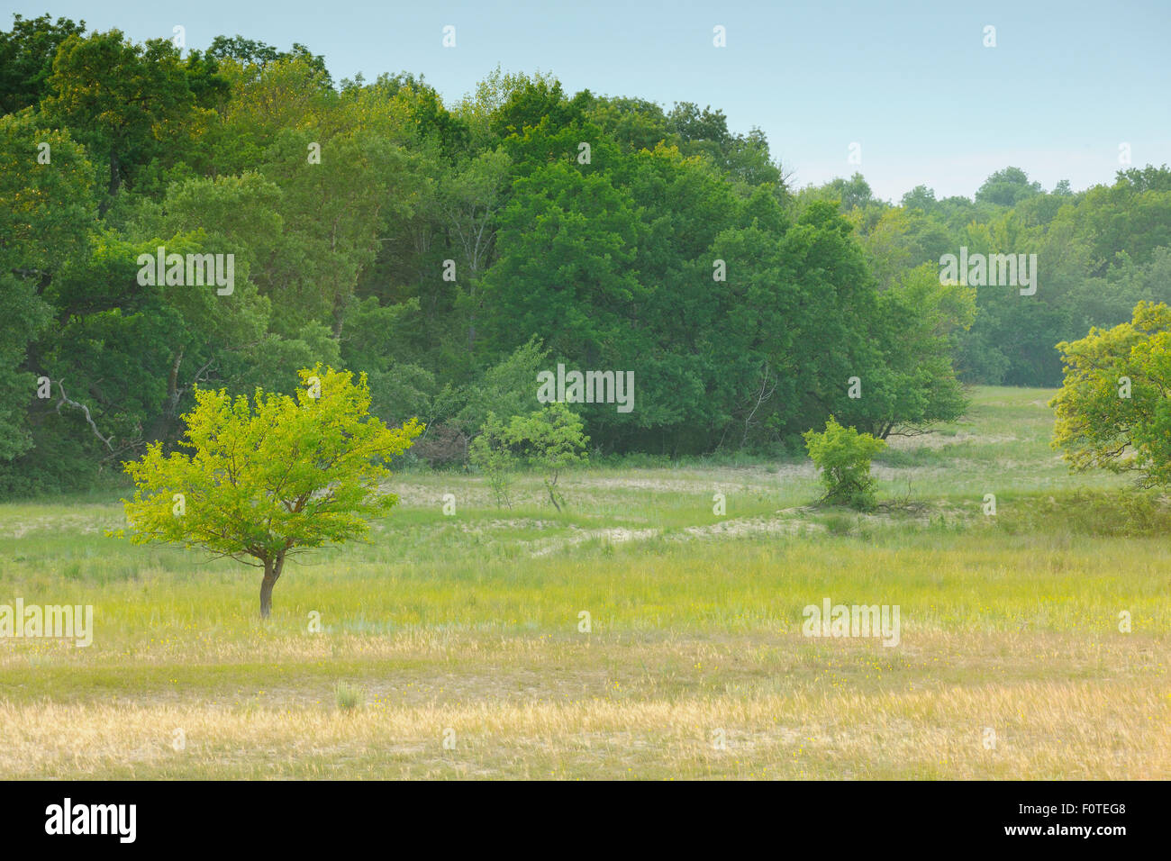 Ancient grazing landscape, Letea forest, Strictly protected nature ...