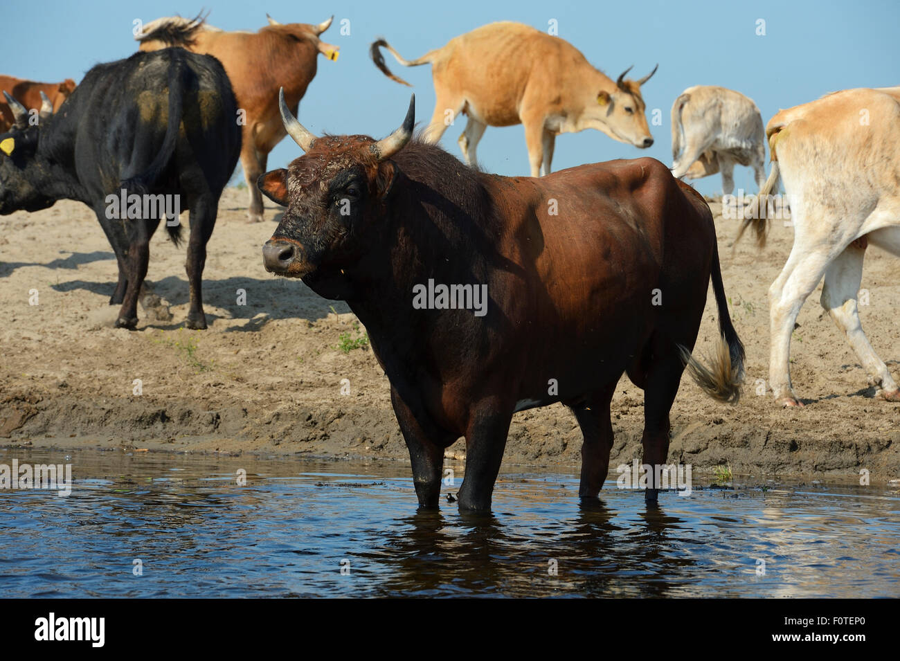 Domestic Cattle at river edge, Danube delta rewilding area, Romania ...