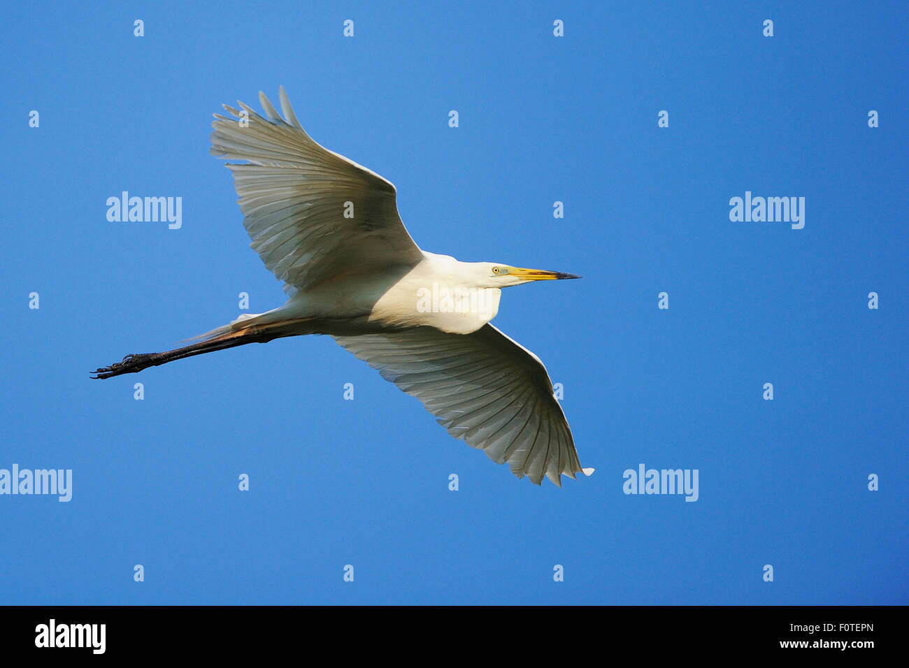 Great white heron (Egretta alba modesta) flying overhead, Danube delta ...