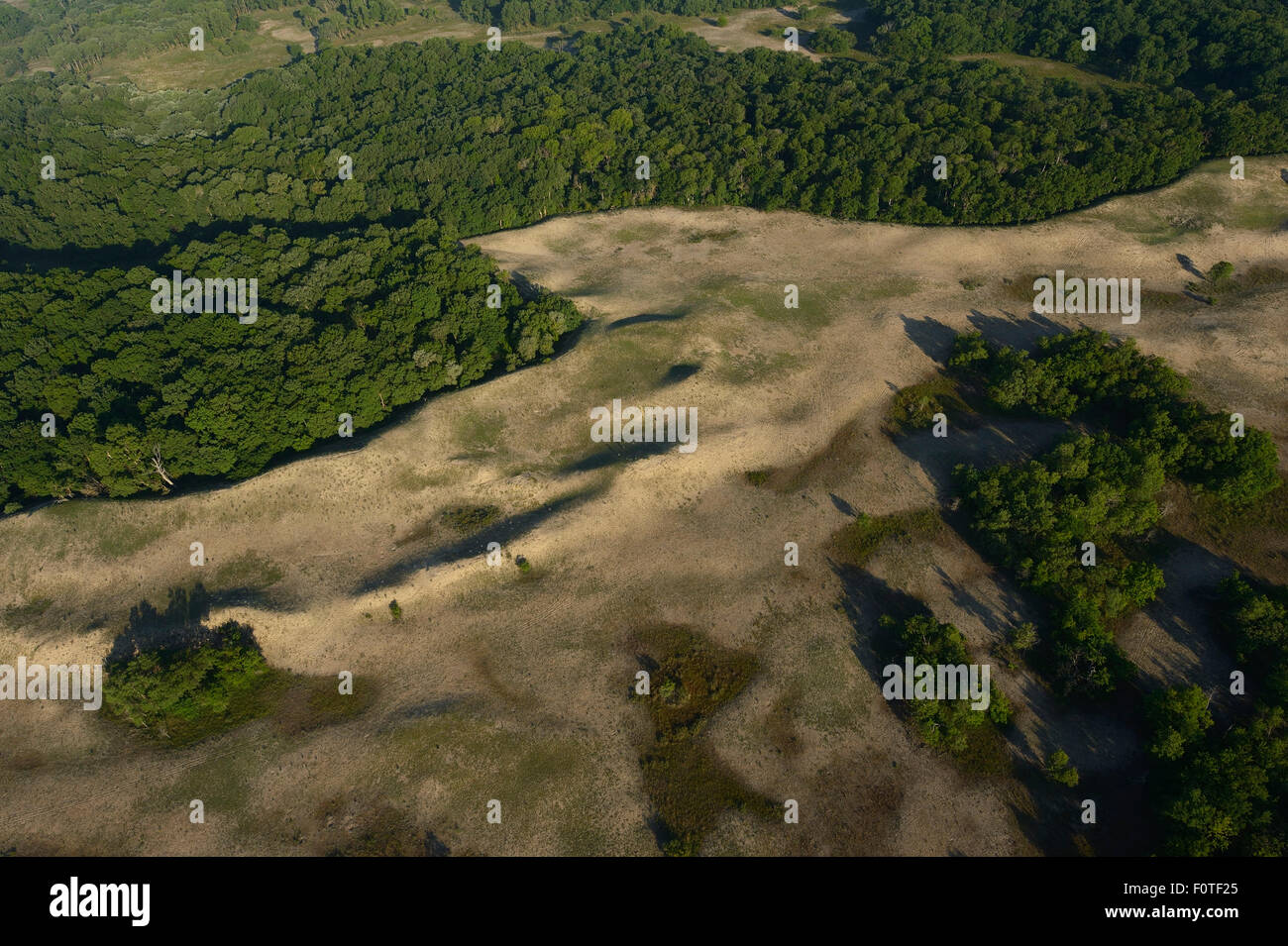 Aerial view over Letea forest, within the Danube delta rewilding area ...