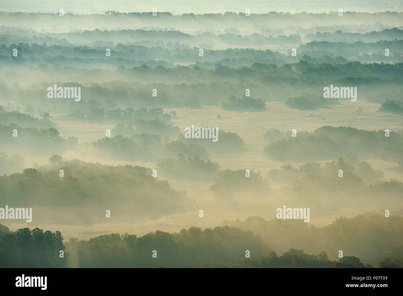 Aerial view over the Letea forest at sunrise, Danube delta rewilding ...