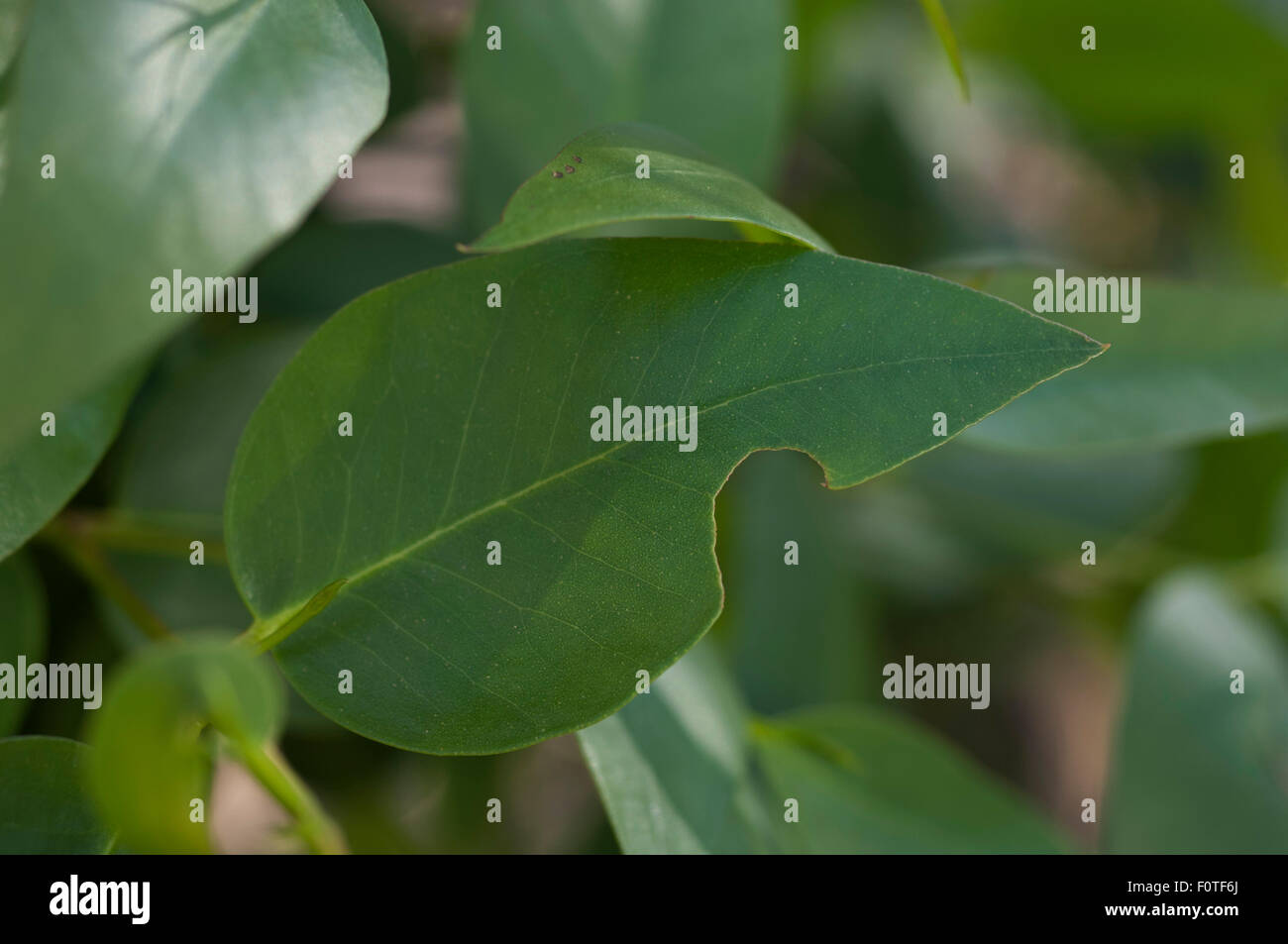Insect damage to gum leaf Stock Photo - Alamy