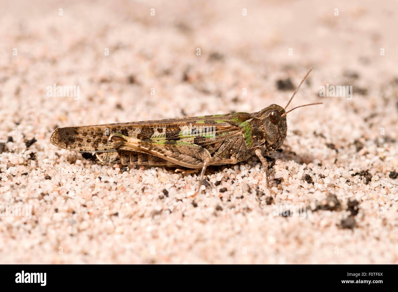 Australian plague locust Stock Photo - Alamy