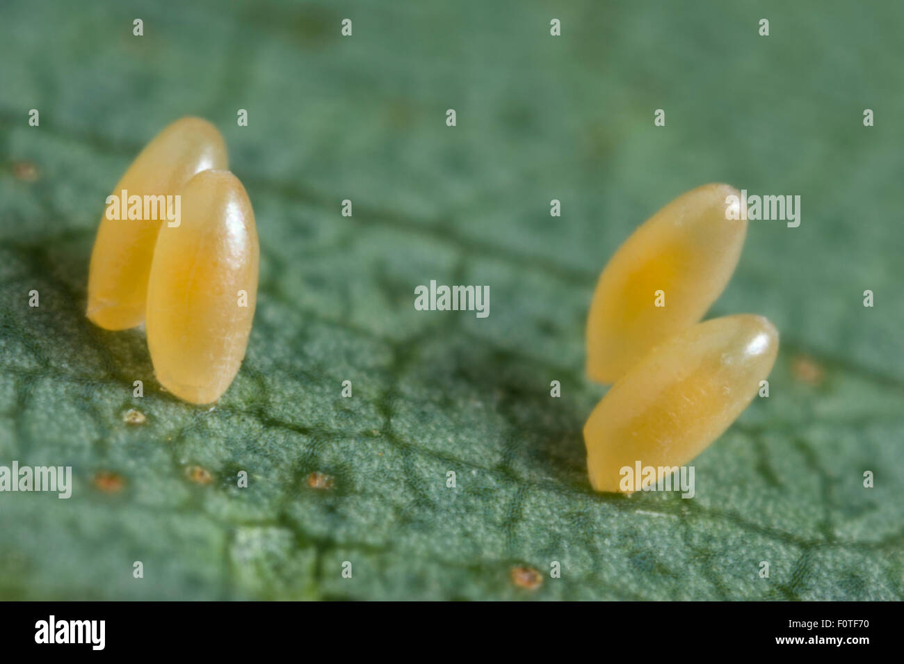 Ladybug Eggs
