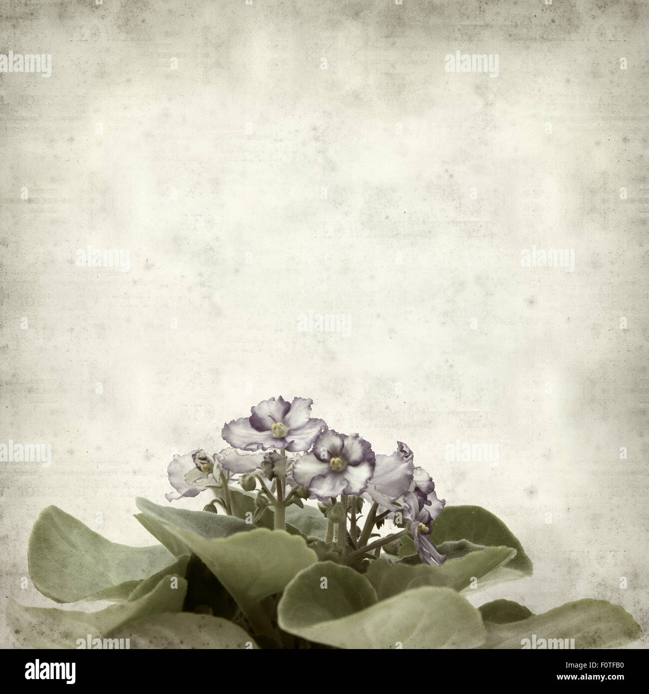 textured old paper background with variegated african violet Stock ...