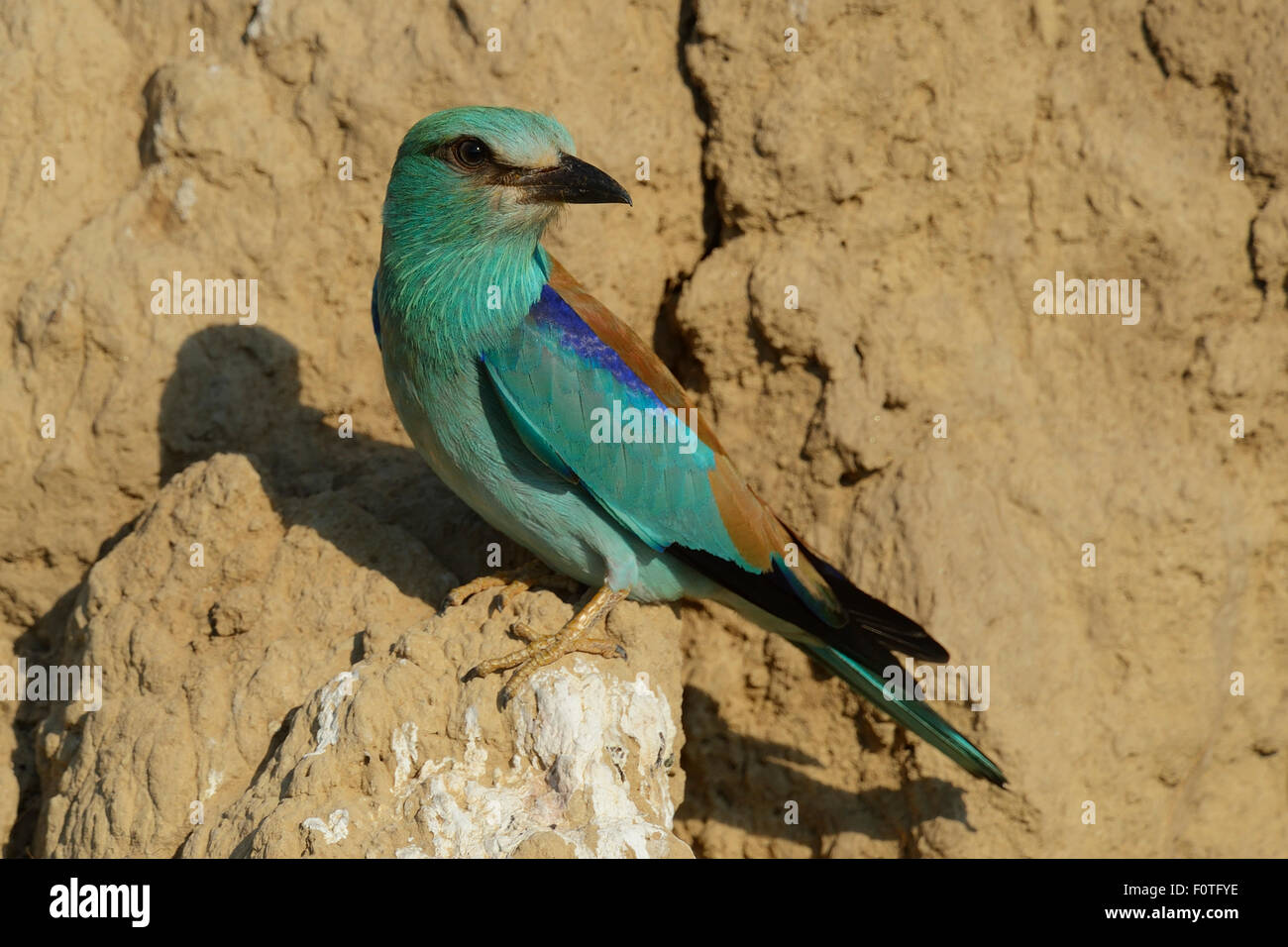 Common roller (Coriacias garrulus) portrait, Danube delta rewilding ...