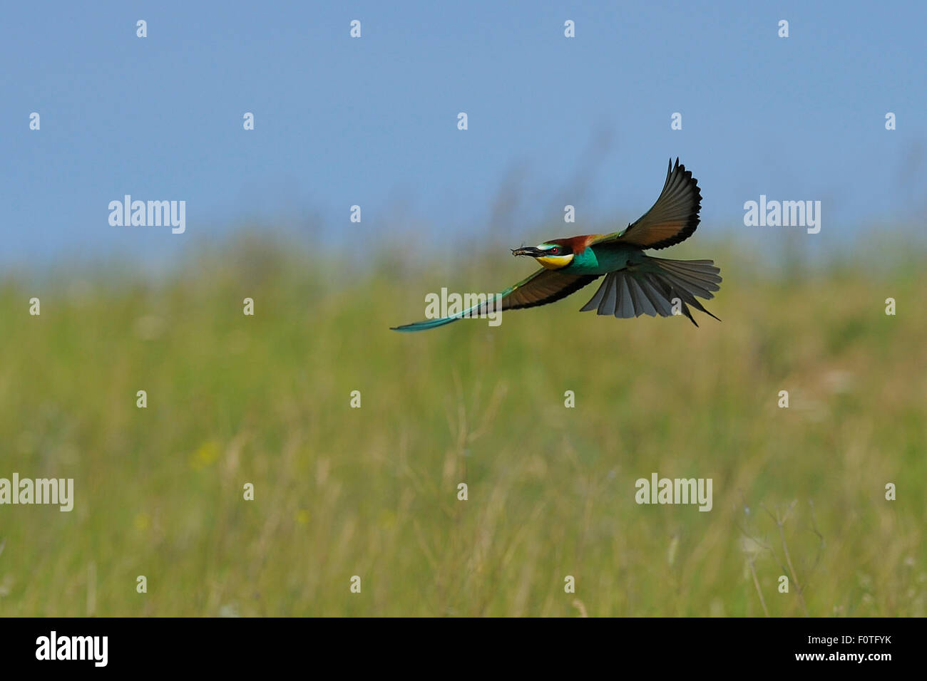 European bee eater (Merops apiaster) in flight, Danube delta rewilding ...