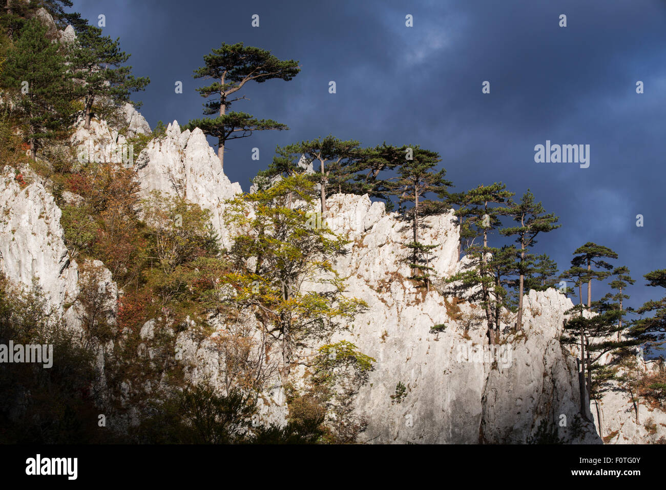 Endemic trees hi-res stock photography and images - Alamy