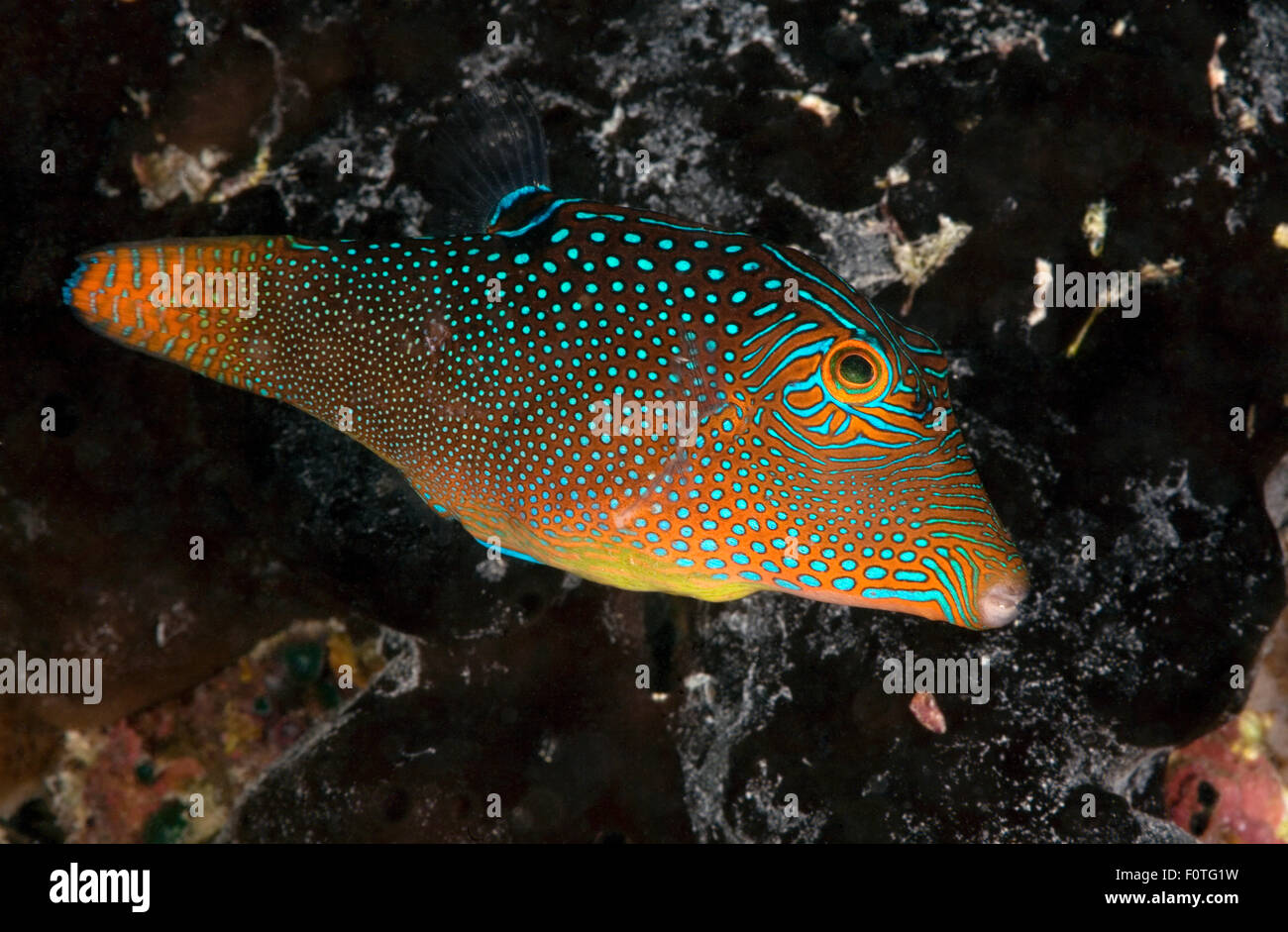 TOBY FISH SWIMMING ON CORAL REEF Stock Photo - Alamy