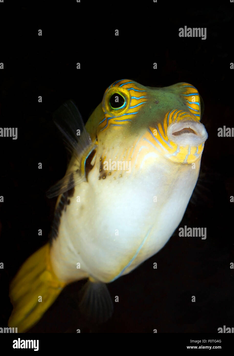 CLOSE-UP VIEW OF TOBY FISH SWIMMING WITH DARD BACKGROUND Stock Photo ...