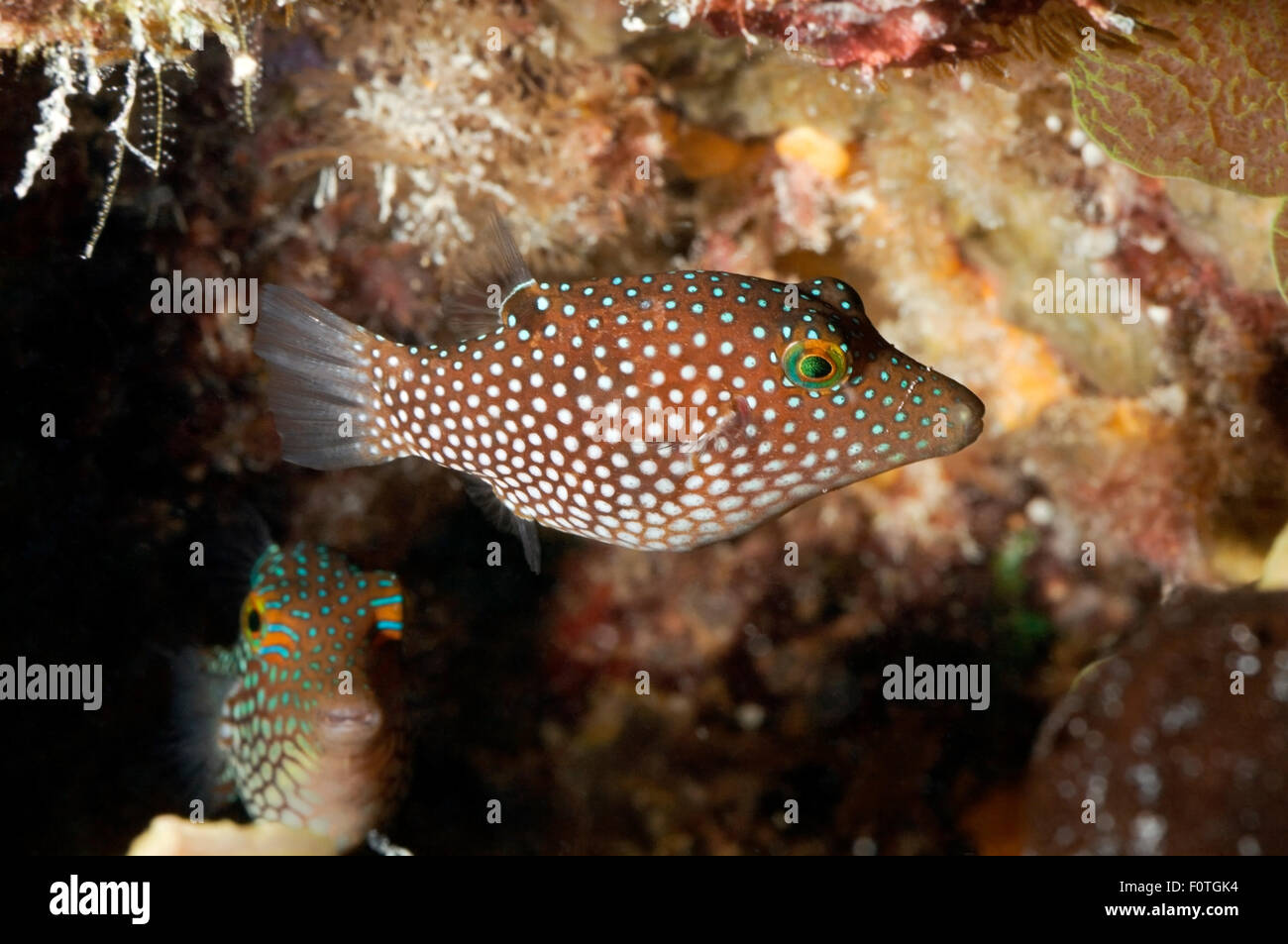 toby fish swimming on coral reef Stock Photo - Alamy