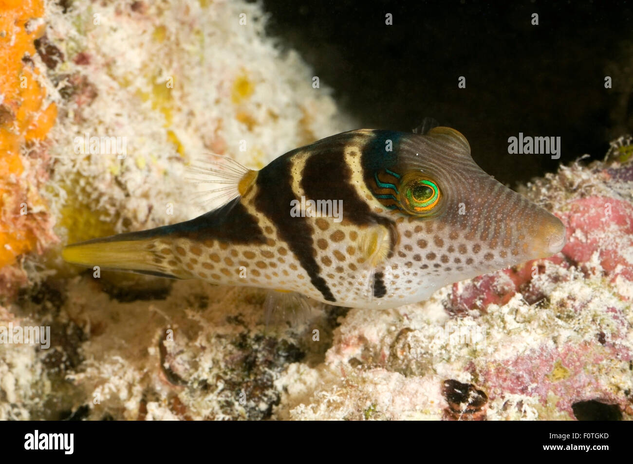 TOBY FISH SWIMMING ON CORAL REEF Stock Photo - Alamy
