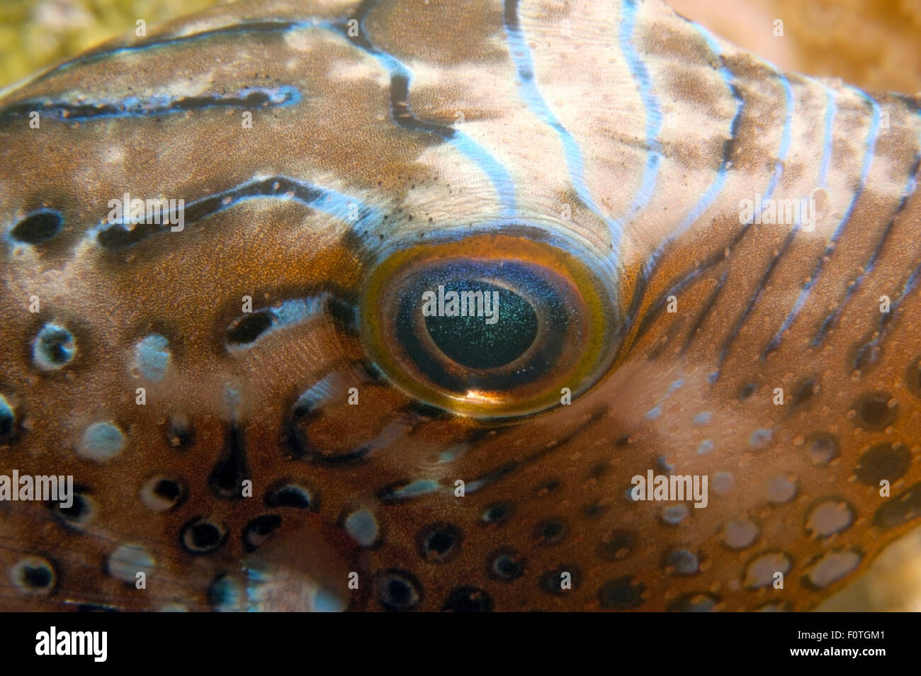 Toby fish hi-res stock photography and images - Alamy