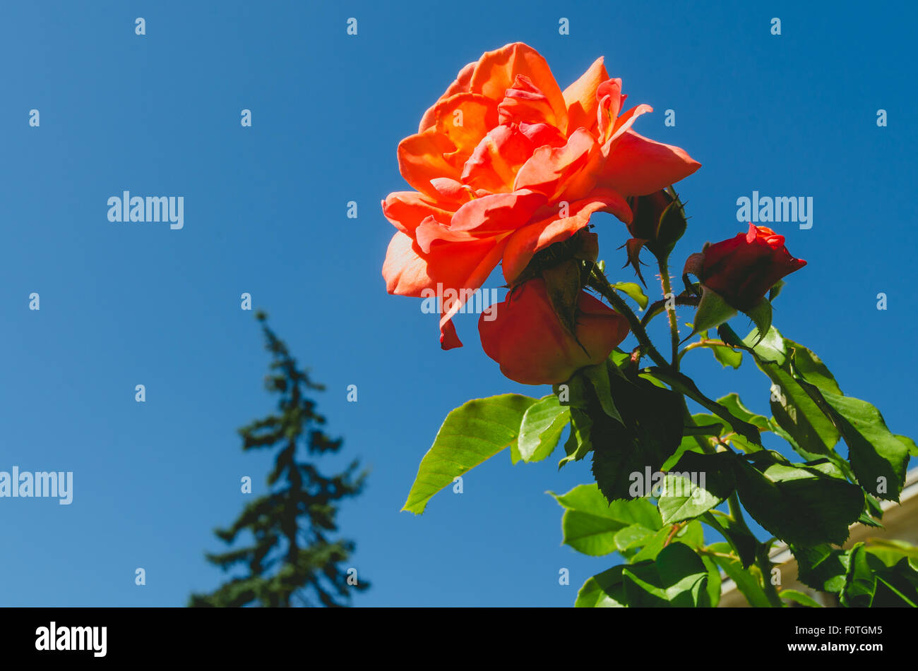 Pine tree in bloom hi-res stock photography and images - Alamy