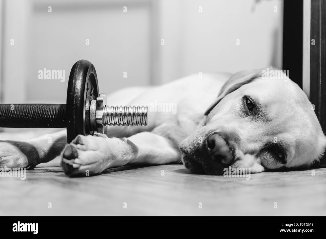 Exhausted after a hard fitness training Stock Photo - Alamy