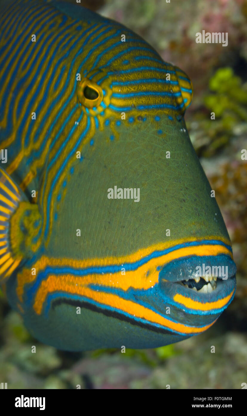 UNDERWATER CLOSE-UP VIEW OF TRIGGERFISH SWIMMING Stock Photo - Alamy