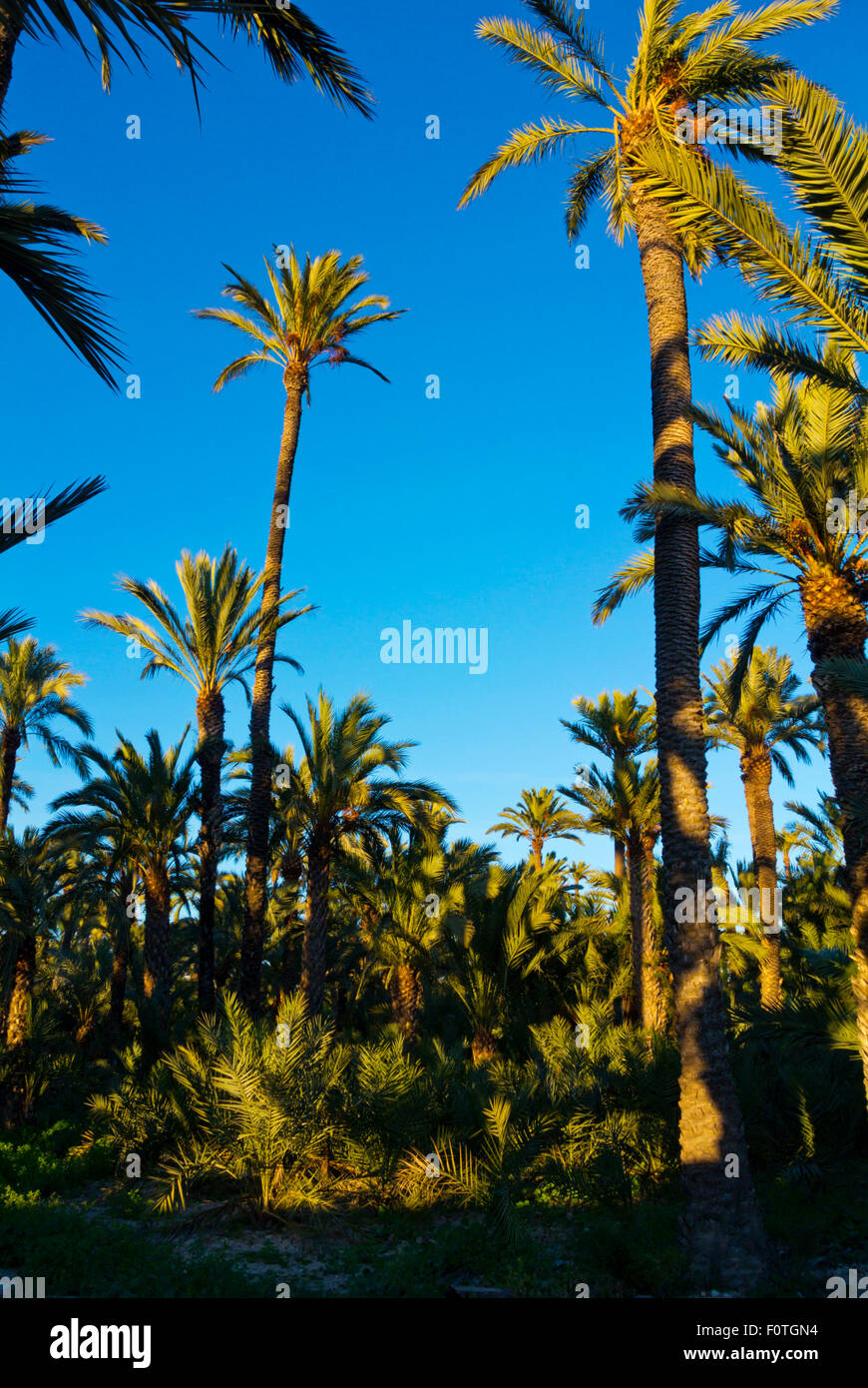 Elche Park High Resolution Stock Photography and Images - Alamy