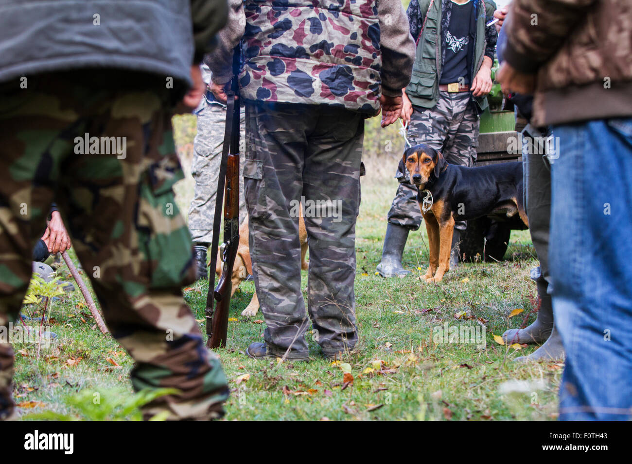 Romanian hunting dog breed hi-res stock photography and images - Alamy