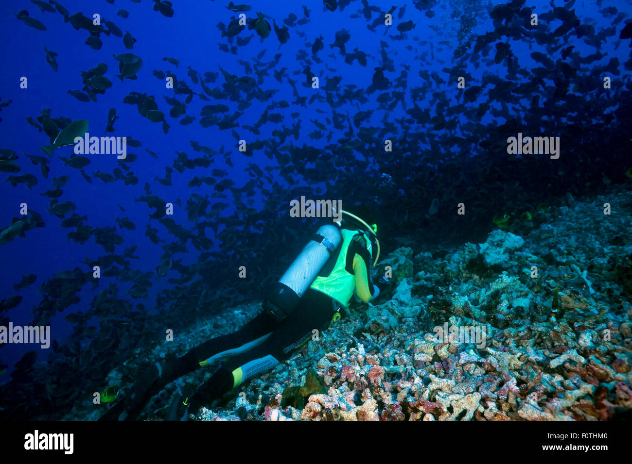 GROUP OF TRIGGERFISH WITH DIVER ON CORAL REEF DURING MATTING Stock ...