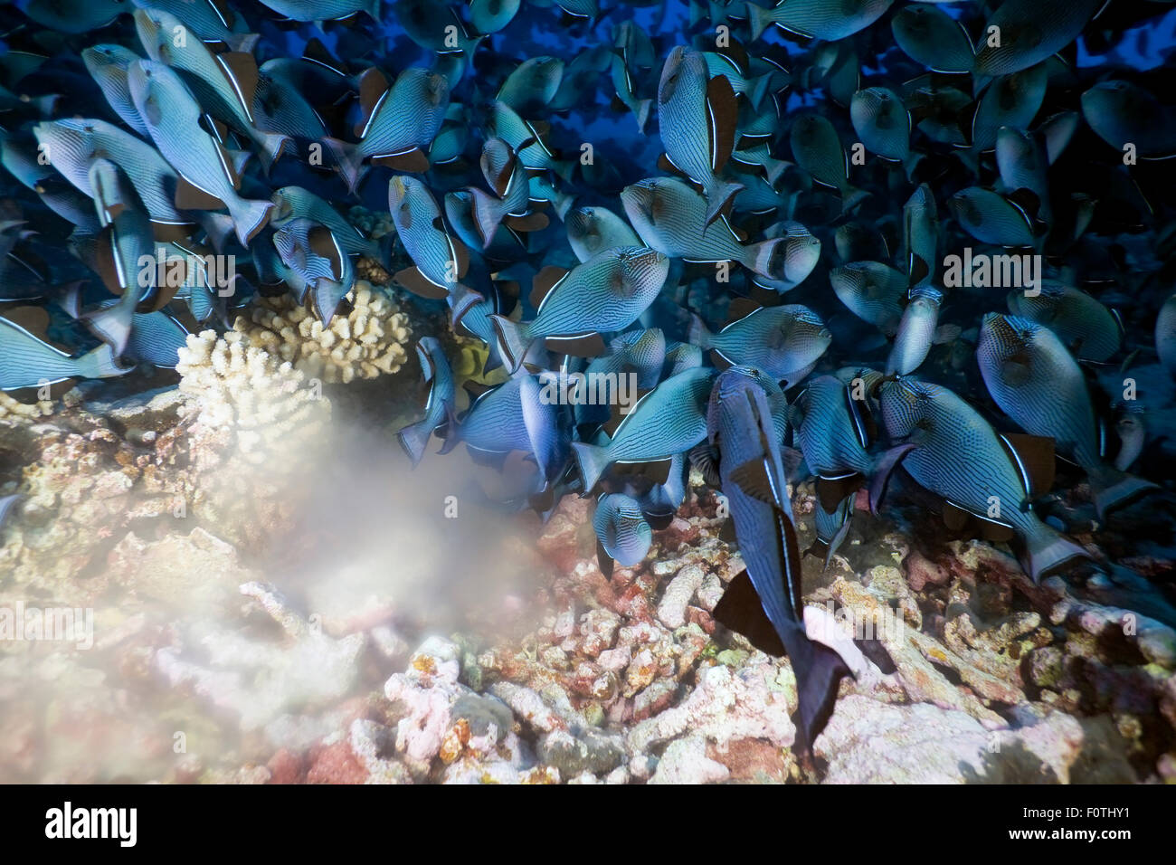 Yellow matting hi-res stock photography and images - Alamy