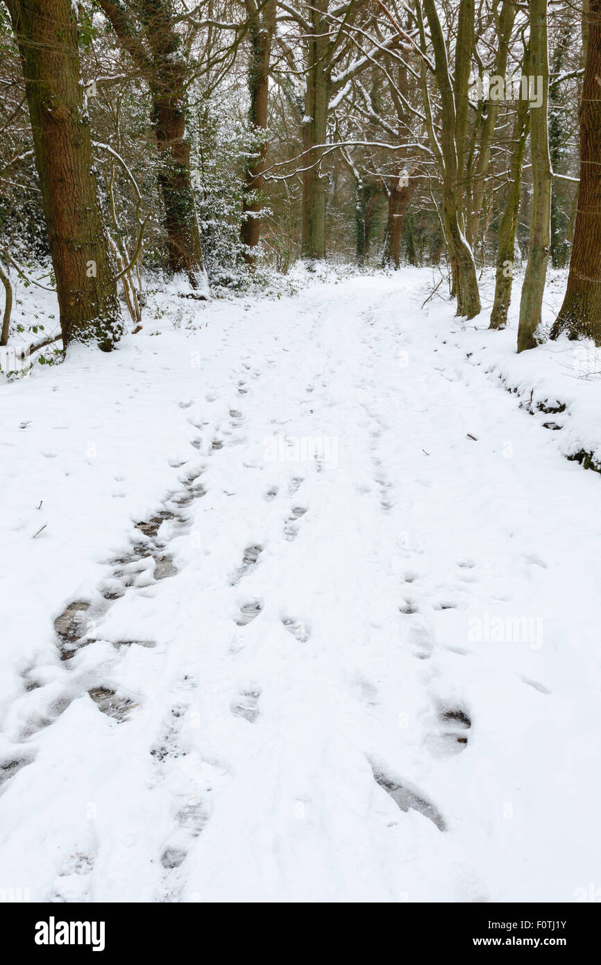 Snowy English forest with trail of footprints Stock Photo - Alamy