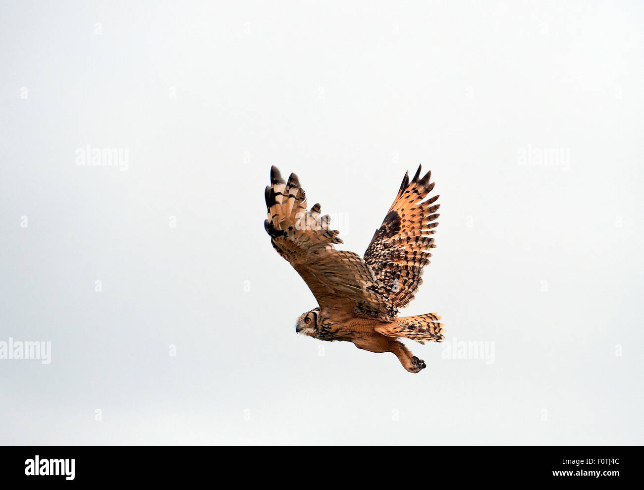Rare endangered raptor predator bird hi-res stock photography and ...