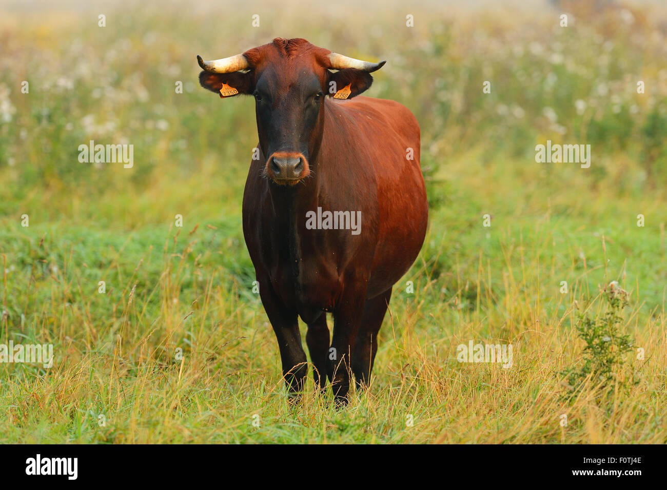 Pajuna cow (Bos taurus) at Aurochs breeding site run by The Taurus ...