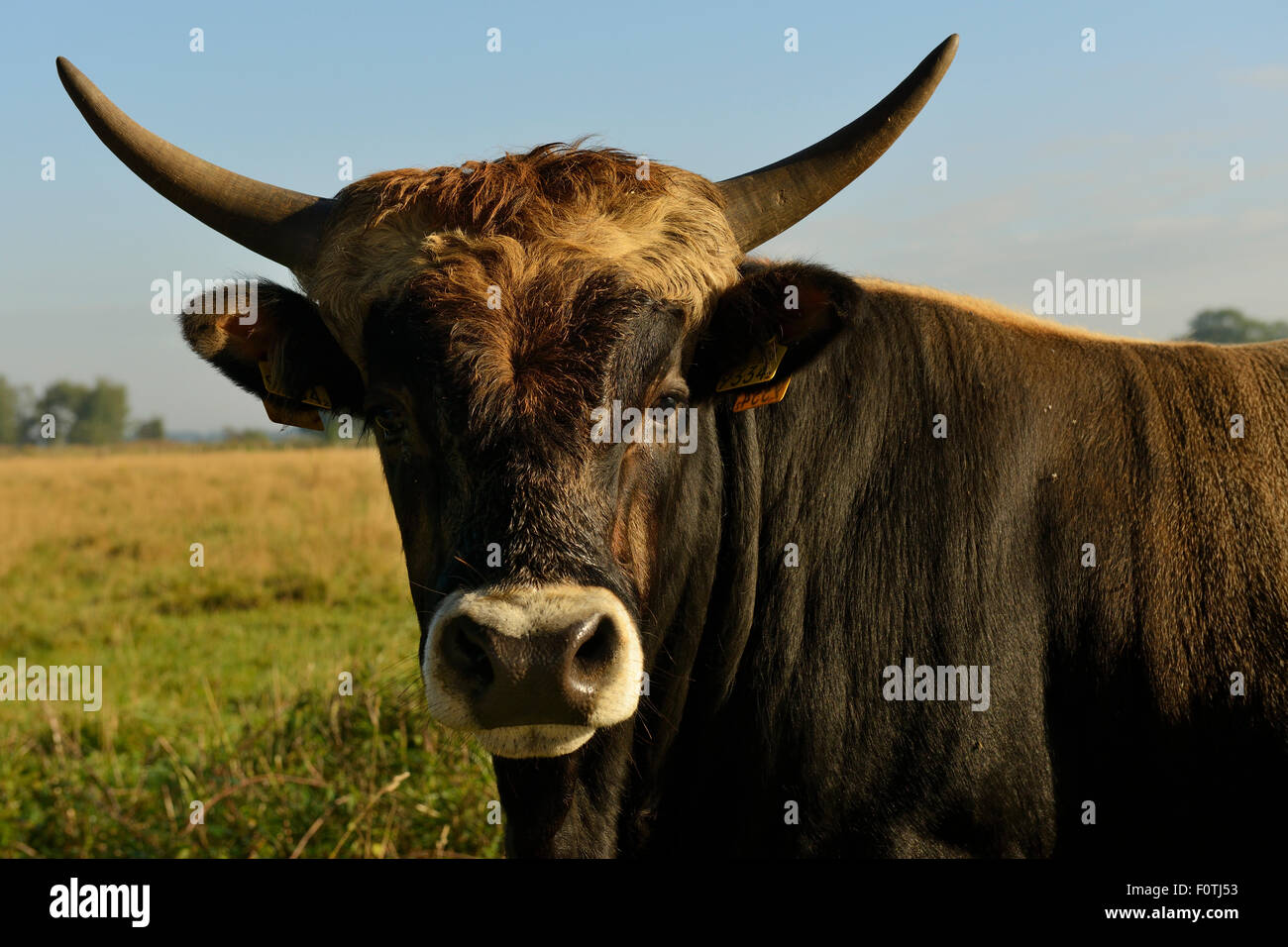 Second generation cross-breed bull (Bos taurus), Aurochs breeding site ...