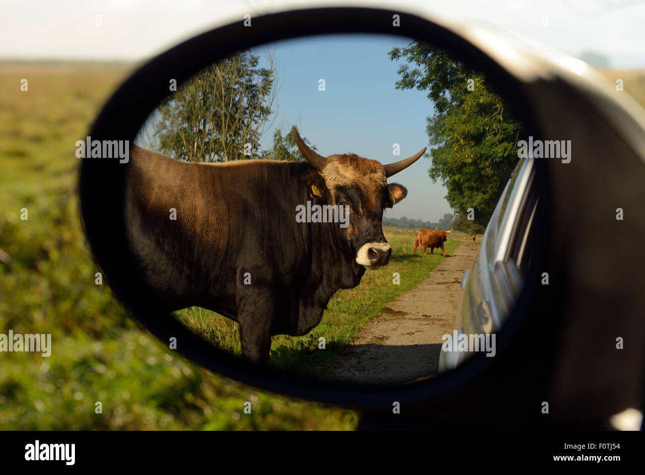 Bos taurus rear view hi-res stock photography and images - Alamy