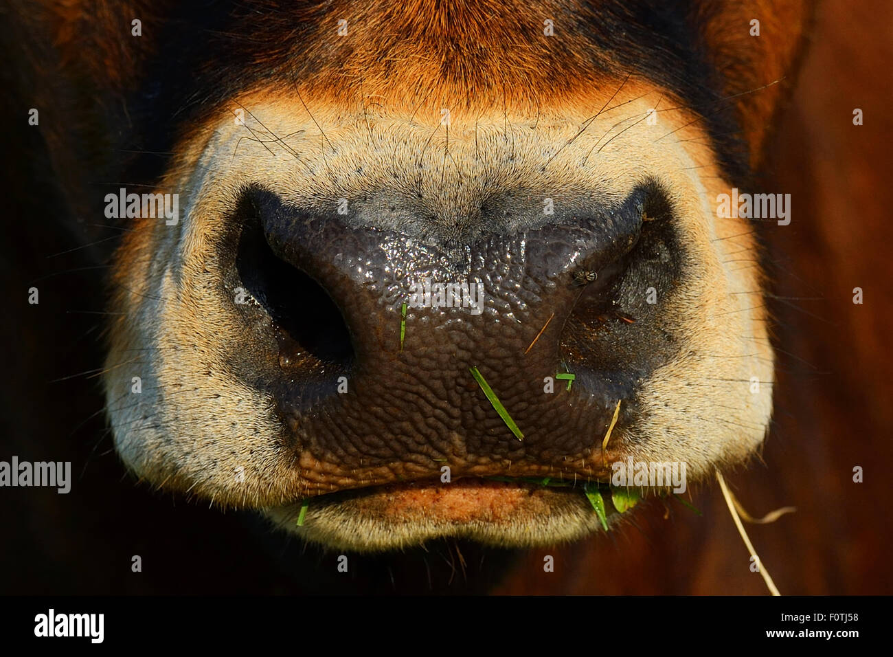 Limia cow (Bos taurus) close up of muzzle, Aurochs breeding site run by ...