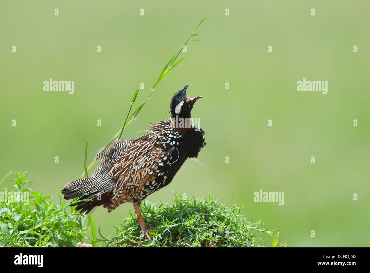 Flying Black Francolin