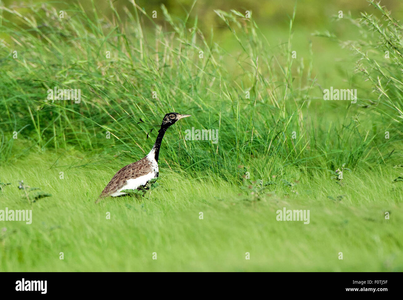 Animals of gujarat animals of kutch animals hi-res stock photography ...