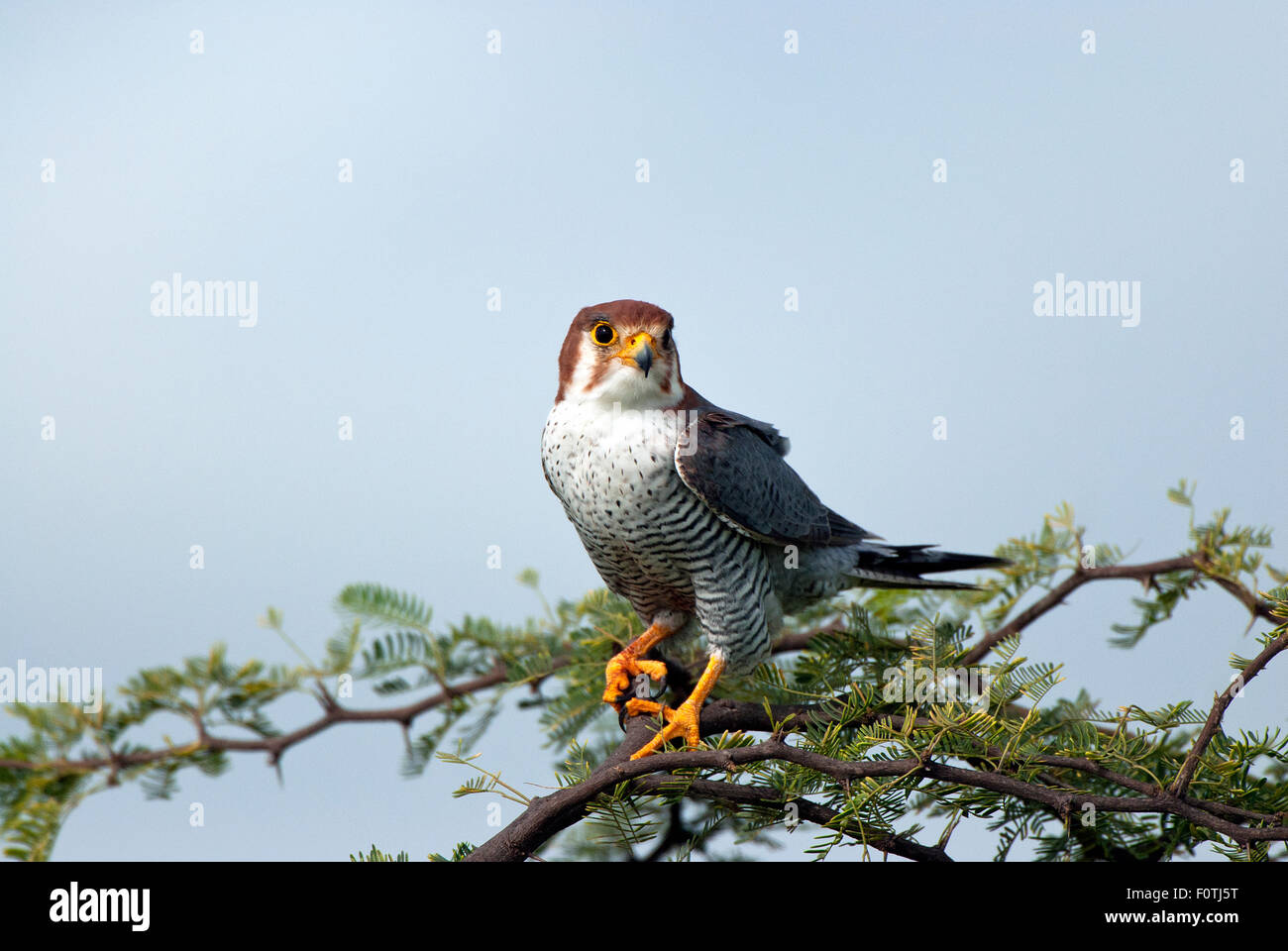Birds of kutch hi-res stock photography and images - Alamy