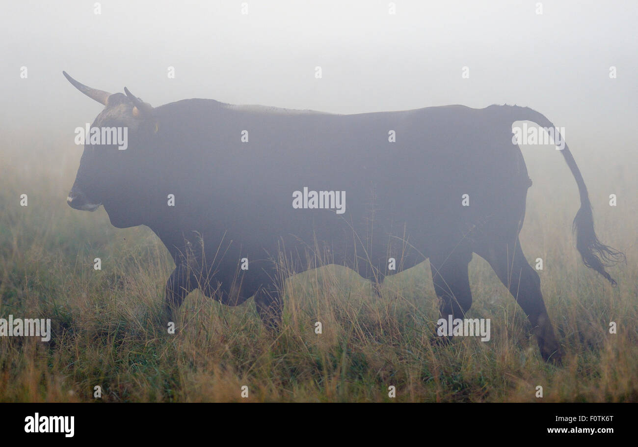 Second generation cross-breed bull (Bos taurus) profile in mist ...